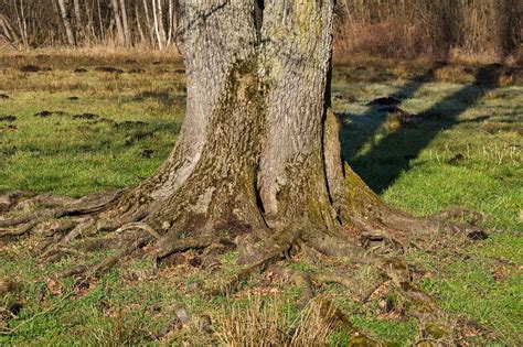 Common Tree Root Problems Possible Solutions