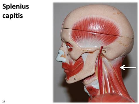 Origin Of Splenius Capitis Spinalis Origin Insertion And Function