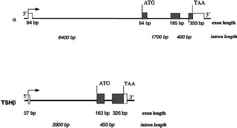 Structure Of The Common ␣ And Thyroid Stimulating Hormone Tsh