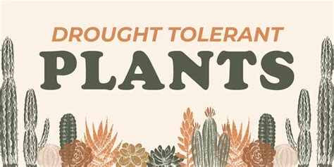 12 Drought Tolerant Plants For Your Waterwise California Garden
