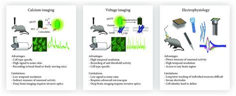 Technologies For Recording Neuronal Activity In Rodents Calcium