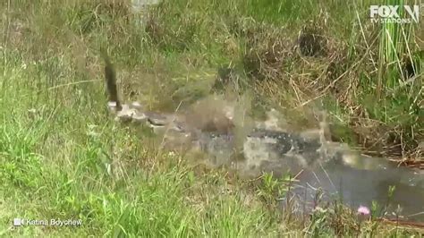 Gator Vs Python A Florida Woman Spotted An Alligator In The Marsh