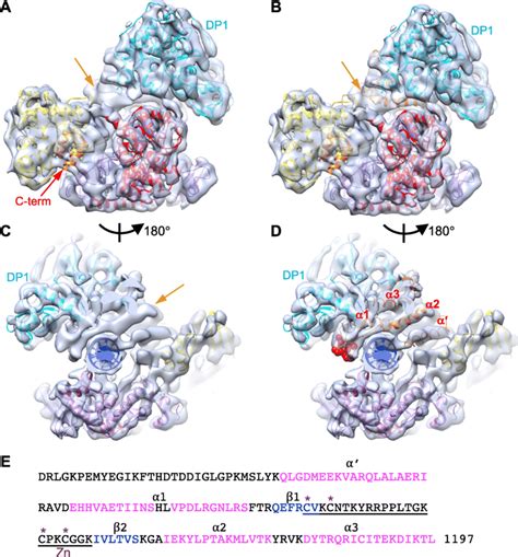 The Modeling Of The C Terminal Domain Ctd Of Dp2 A Top View Of The Download Scientific