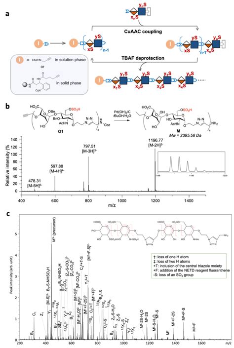 Assembly And Msms Sequencing Of The Hs Mimetic Oligomer A