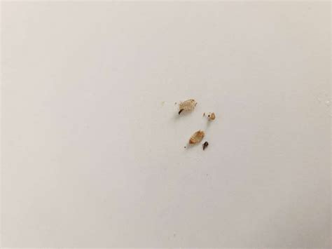 Bug Shells Found In Couch Rbedbugs