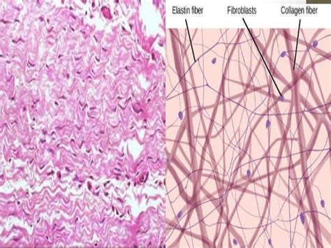 Histology Connective Tissue Pptx