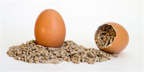 Halquinol Promoting Better Growth Anzen Exports