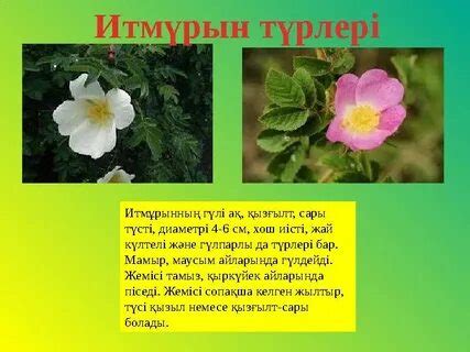 Қызғылт ақ смотрите и скачивайте изображения — Яндекс Картинки