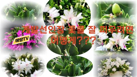 게발선인장 꽃을 잘 피우려면 어떻게 Youtube