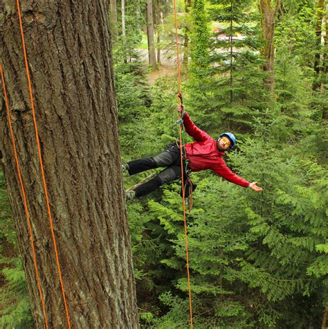 Tree Cabling Bracing Portland OR Oregon Tree Care