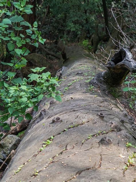 Fallen Tree Trunk In Dense Forest Stock Photo Image Of Park Leaf