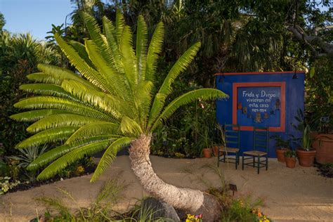Prehistoric Tropical Plants