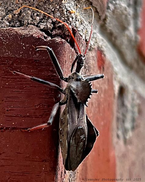 Toxicology Answer The Assassin Bug Acep Now