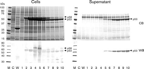 Time Course Of The Expression Of N Terminal 100 Aa Truncated Rat Hev