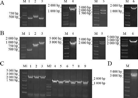 Figure 1 From Transcriptome Analysis Reveals The Important Role Of