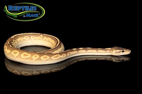Ball Python Care Sheet Reptiles By Mack