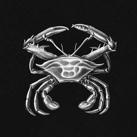黑色背景上的复古海洋生物插图素材 高清图片 摄影照片 寻图免费打包下载