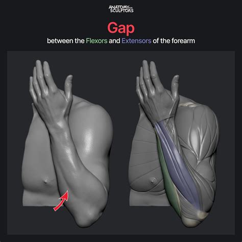 Forearm Flexor Anatomy