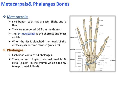 Ppt Bones Of The Upper Limb Powerpoint Presentation Free Download Id 2172070