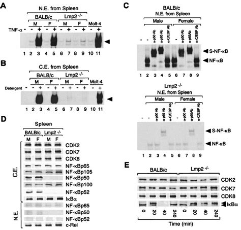 Comparison Of Tnf ␣ Induced Nf ␬ B Dna Binding Activities Of And