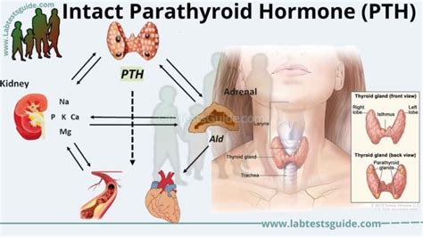 Intact Parathyroid Hormone Ipth Test Purpose Result And More Ltg
