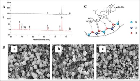 A A HPLC Comparison Chart Of The Supernatant And Eluate Of Molecular Download Scientific
