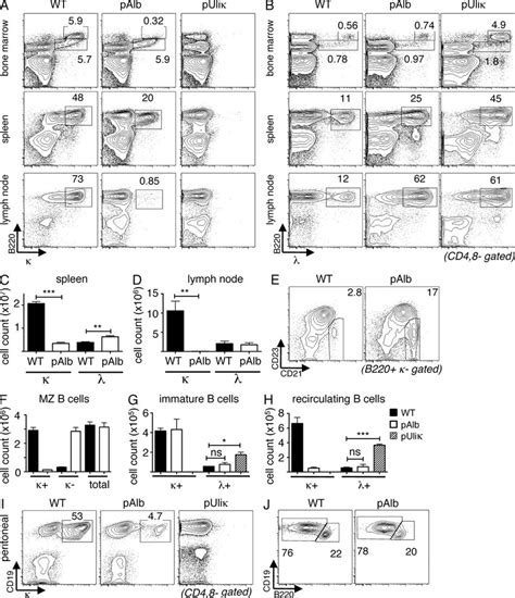 Reduced Numbers Of κ B Cells In Palb Spleen Lymph Node And Download Scientific Diagram