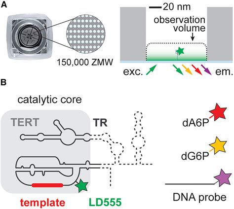 Real Time Detection Of Human Telomerase Dna Synthesis By Multiplexed