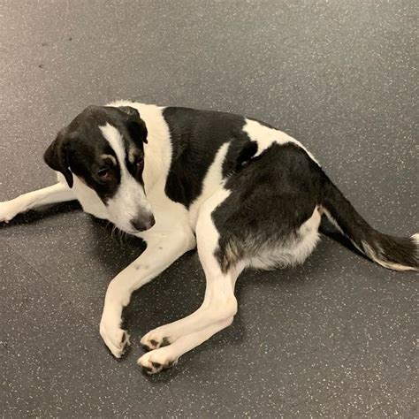 Meet Cookie Our Adorable Border Collie Pointer Mix