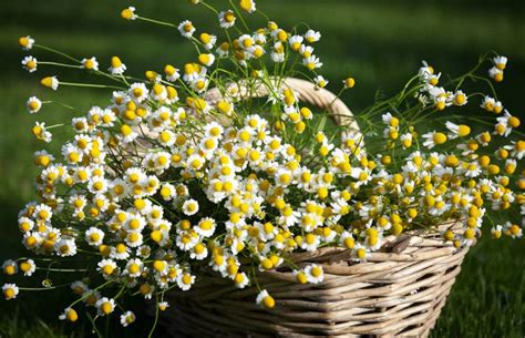 Discover The Ease Of Growing Chamomile 91porny
