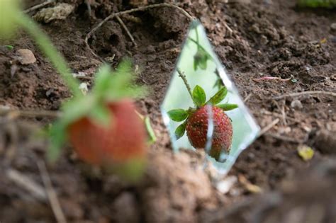 Premium Photo Close Up Of Strawberry Growing On Field