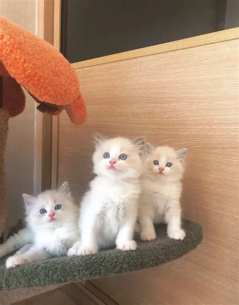 Mily My Realistic Kitten Robot Not Sold In Stores