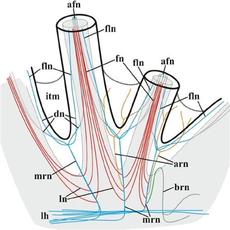 Simplified Schemes Of Lophophore Innervation In Fredericella Sultana