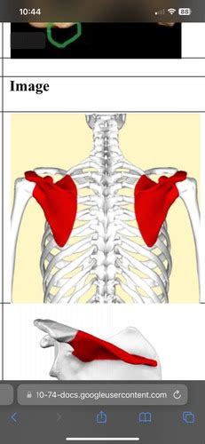 Scapula Flashcards Quizlet