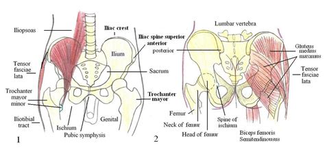 Iliac Crest Attachments ModernHeal Com