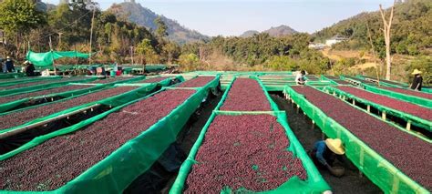 ဟိုပုံးမြို့နယ်တွင် ကော်ဖီစိုက်ဧကပေါင်း ၇၅၀ ကျော်ရှိပြီး ပြည်တွင်း၊ ပြည်ပဈေးကွက်များတွင် တင