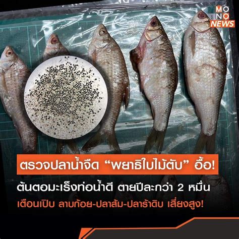 อึ้ง ตรวจปลาน้ำจืด พบ “พยาธิใบไม้ตับ” อื้อ เตือนนักเปิบ ‘ลาบก้อย ปลาส้ม ปลาร้าดิบ เสี่ยง