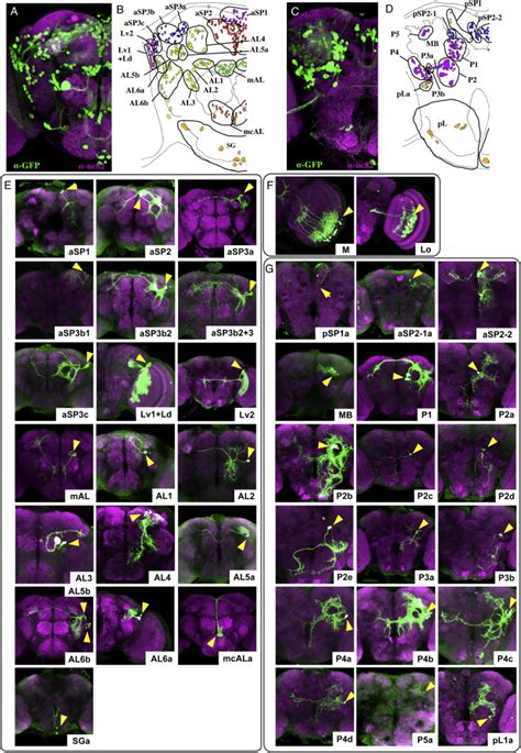 Fruitless And Doublesex Coordinate To Generate Male Specific Neurons That Can Initiate Courtship