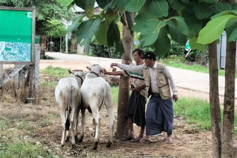 ဇေယျာသီရိမြို့နယ်ရှိ ကျွဲ၊ နွားများအား ခွါနာ၊ လျှာနာ ရောဂါကာကွယ်ဆေးများအခမဲ့ထိုးနှံ