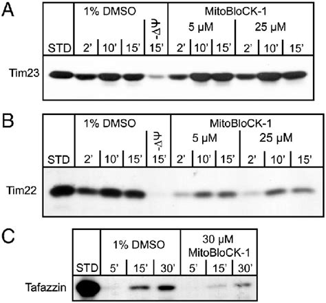 Mitoblock 1 Facilitates Substrate Specificity Analysis Tim22 A