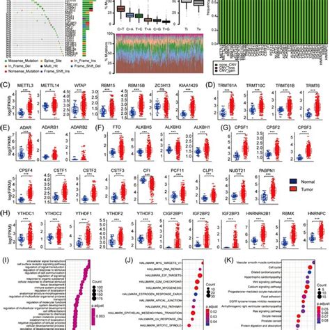 Immune Ecosystem Of Rna Modification Molecular Signatures A