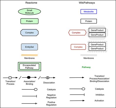 Mapping Reactome Pathways Elements To Wikipathways Pathway Download Scientific Diagram