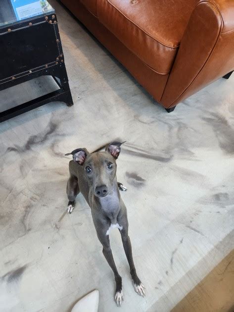 이탈리안그레이하운드 삼백이 사모예드 도베르만 꼬똥드툴레아 진돗개 친칠라 고양이수명 개 차우차우 퍼그 코카스파니엘 빠삐용 베들링턴