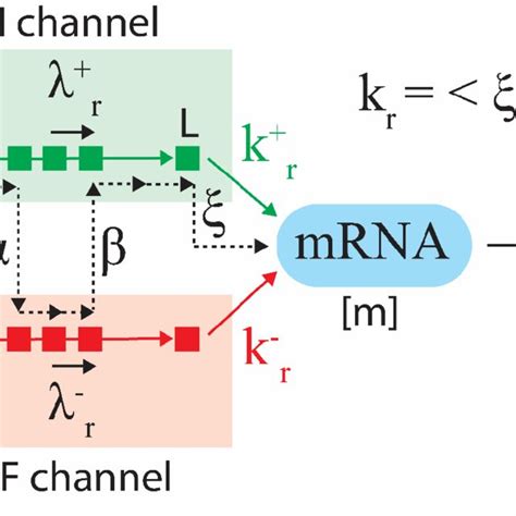 Emergence Of The Transcription Bursting Phenomenon These Are All Download Scientific Diagram