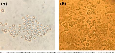 Figure 6 From Evaluation Of Molecular Characterization And Phylogeny