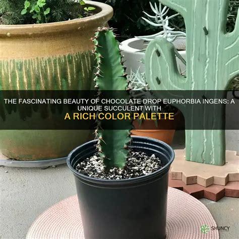 The Fascinating Beauty Of Chocolate Drop Euphorbia Ingens A Unique