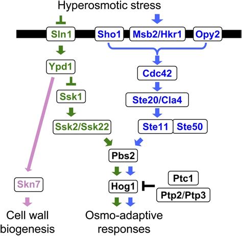 Response To Hyperosmotic Stress Pmc