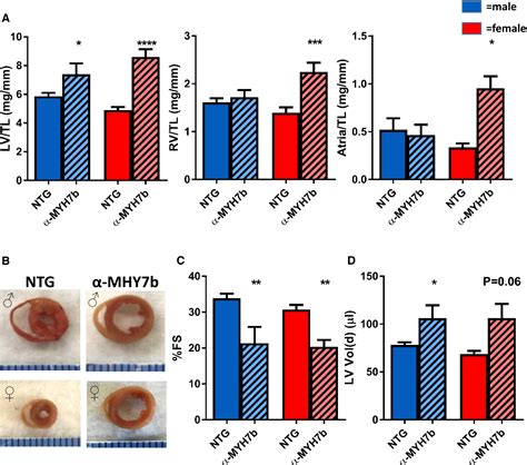 Expression Of Normally Repressed Myosin Heavy Chain 7b In The Mammalian