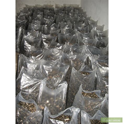 Продаем грибные блоки вешенки, купить грибные блоки вешенки ...