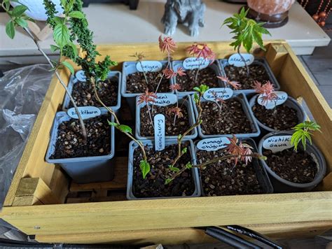 Project Bonsai Rbonsai